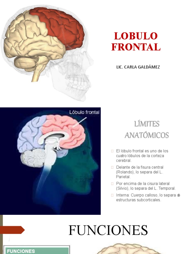 Lobulo Frontal | PDF | Lóbulo frontal | Corteza cerebral