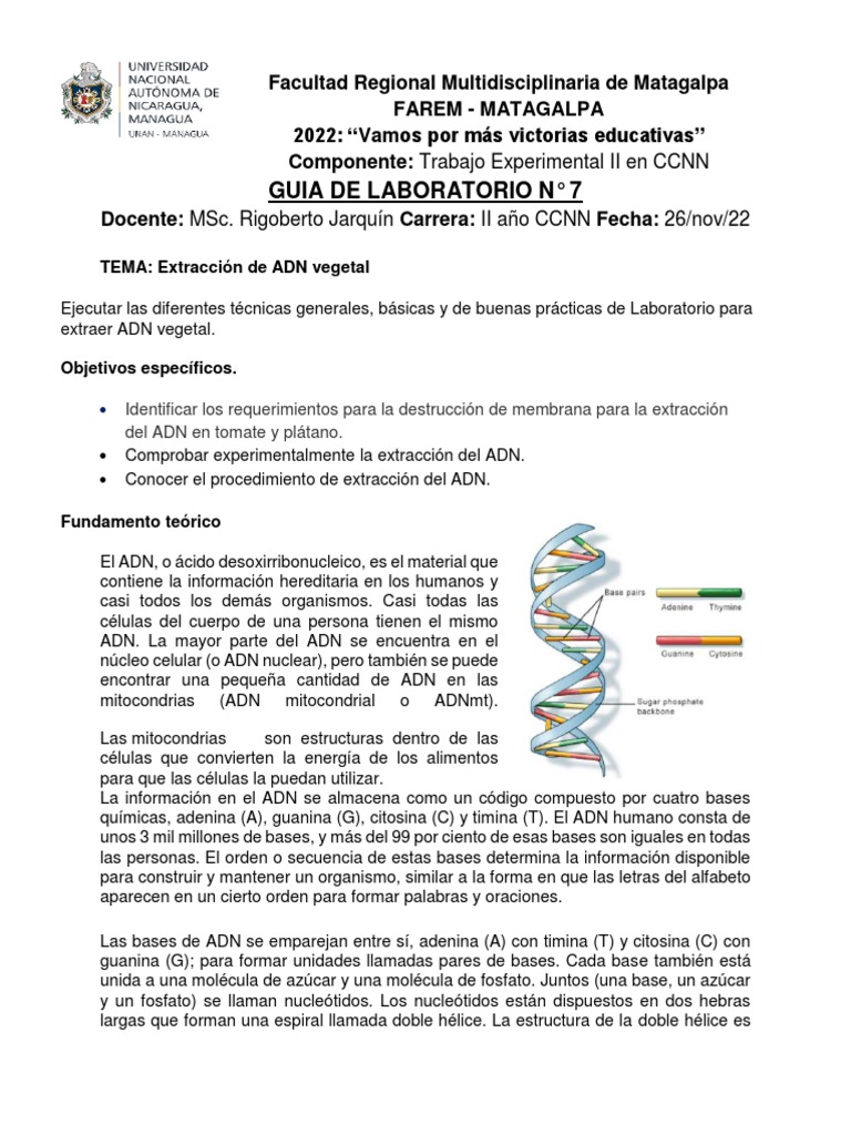 Laboratorio 7 Trab Exp II Extraccion ADN | Descargar gratis PDF | Adn | Nucleótidos
