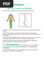 Dermatomas | PDF | Médula espinal | Nervio