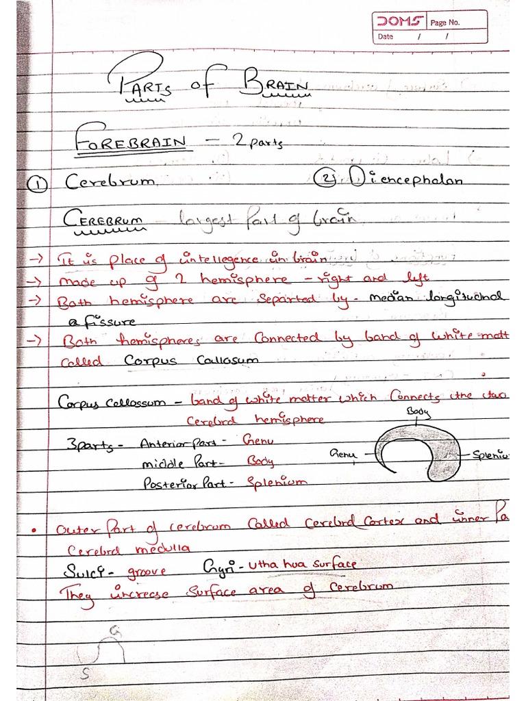 Parts of Brain Anatomy 1st Year Complete Notes | PDF