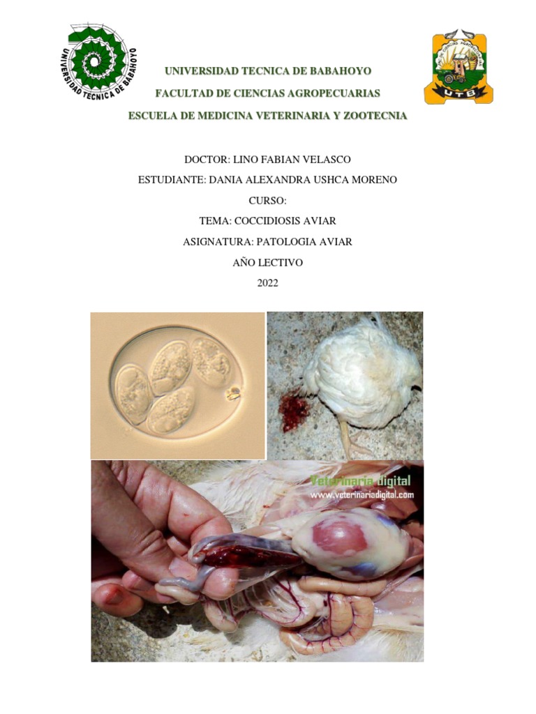 Coccidia Aviar | PDF | Sistema inmune | Heces