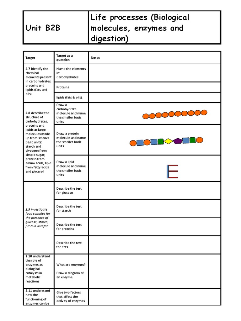 Gcse Biology Edexcel B2b Life Process | PDF | Digestion | Enzyme