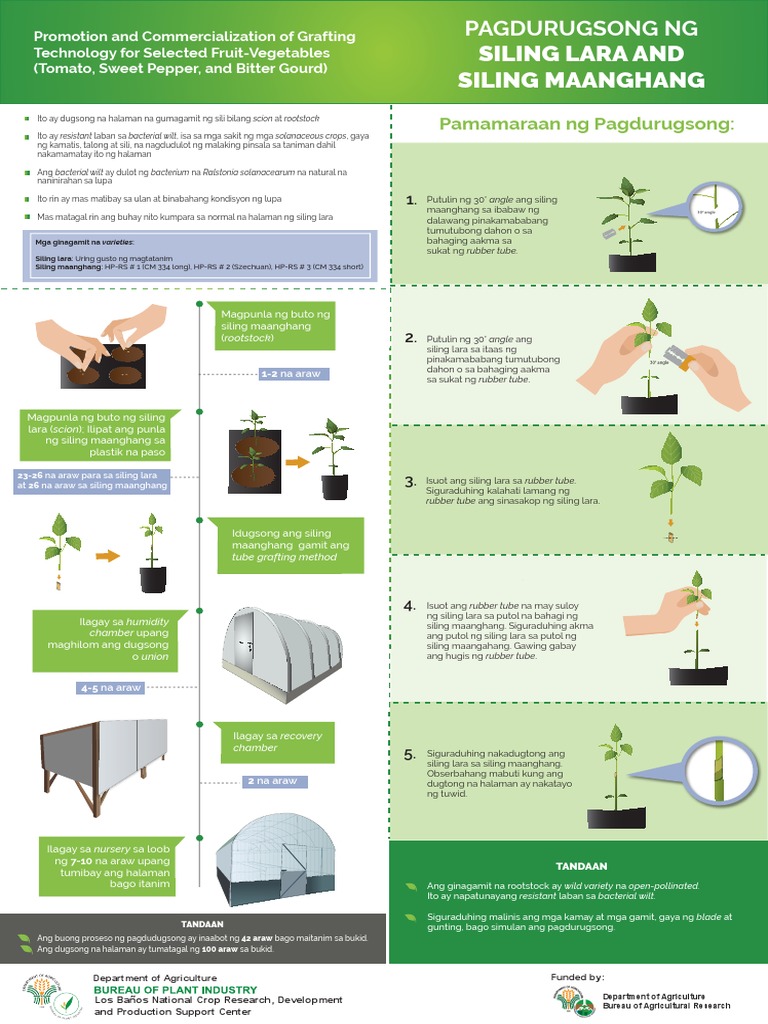 1650358321sili Poster - Filipino | PDF