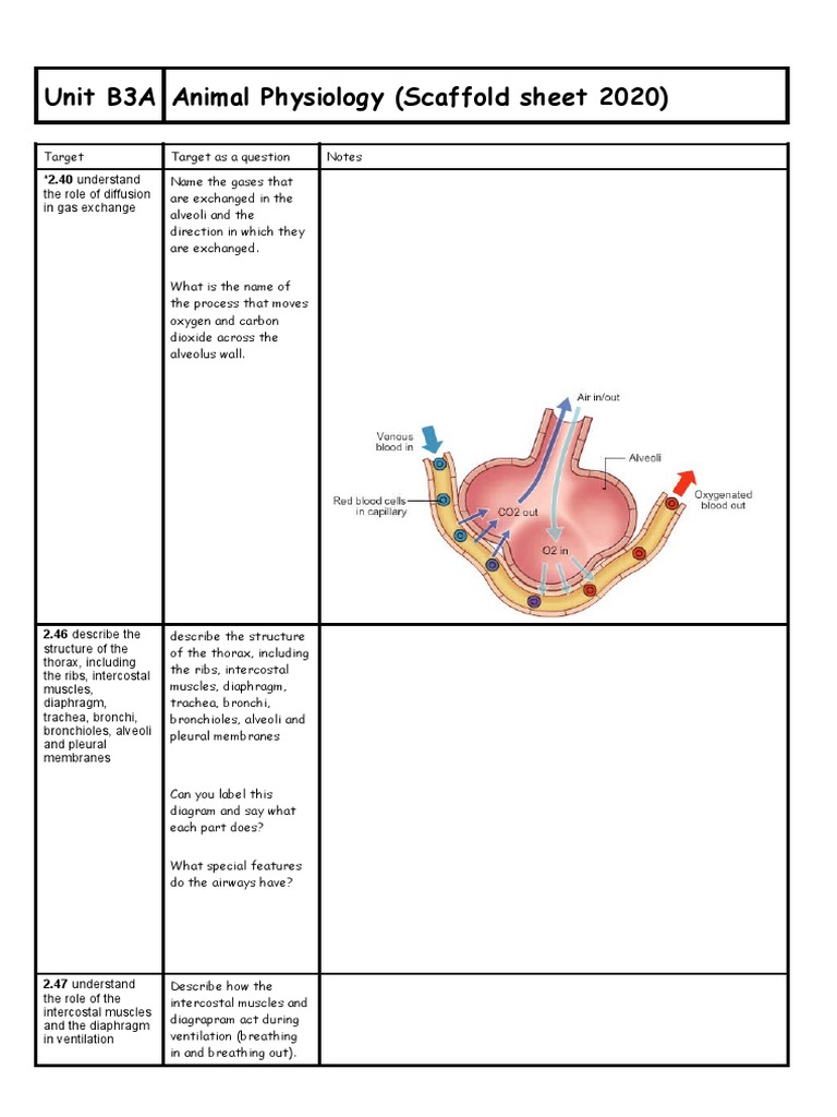 B3A Animal Physiology Edexcel Gcse Biology | PDF | Heart | Breathing