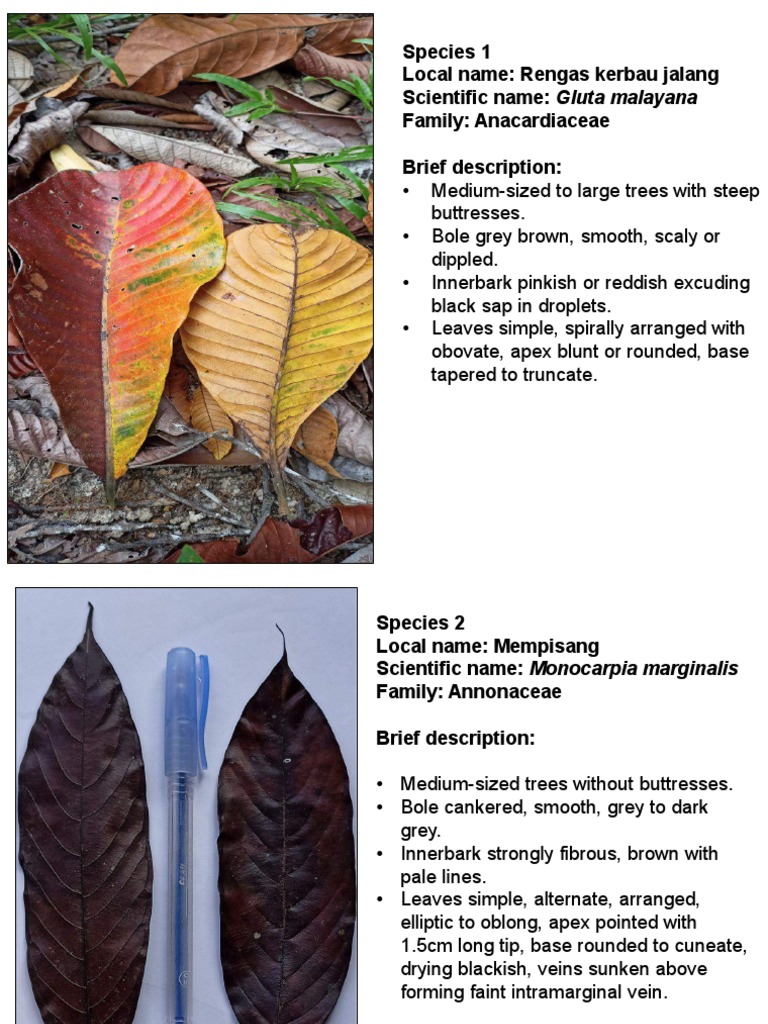 E-Specimen Practical Report PDF | PDF | Leaf | Trees