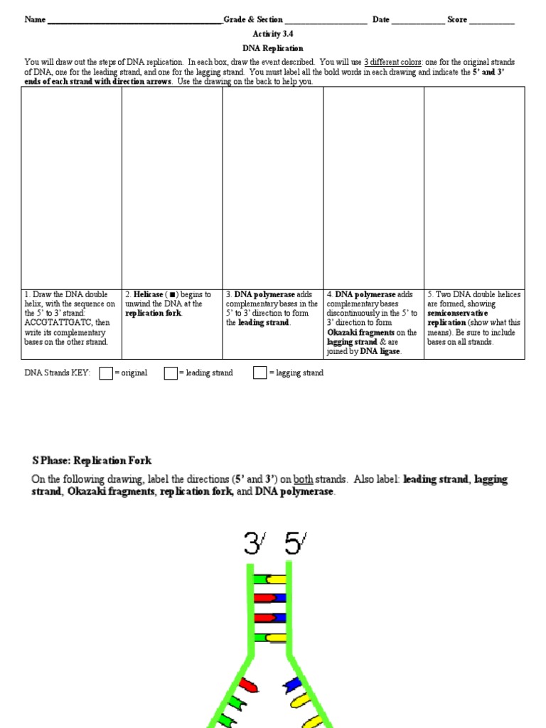 DNA Replication Worksheet | PDF