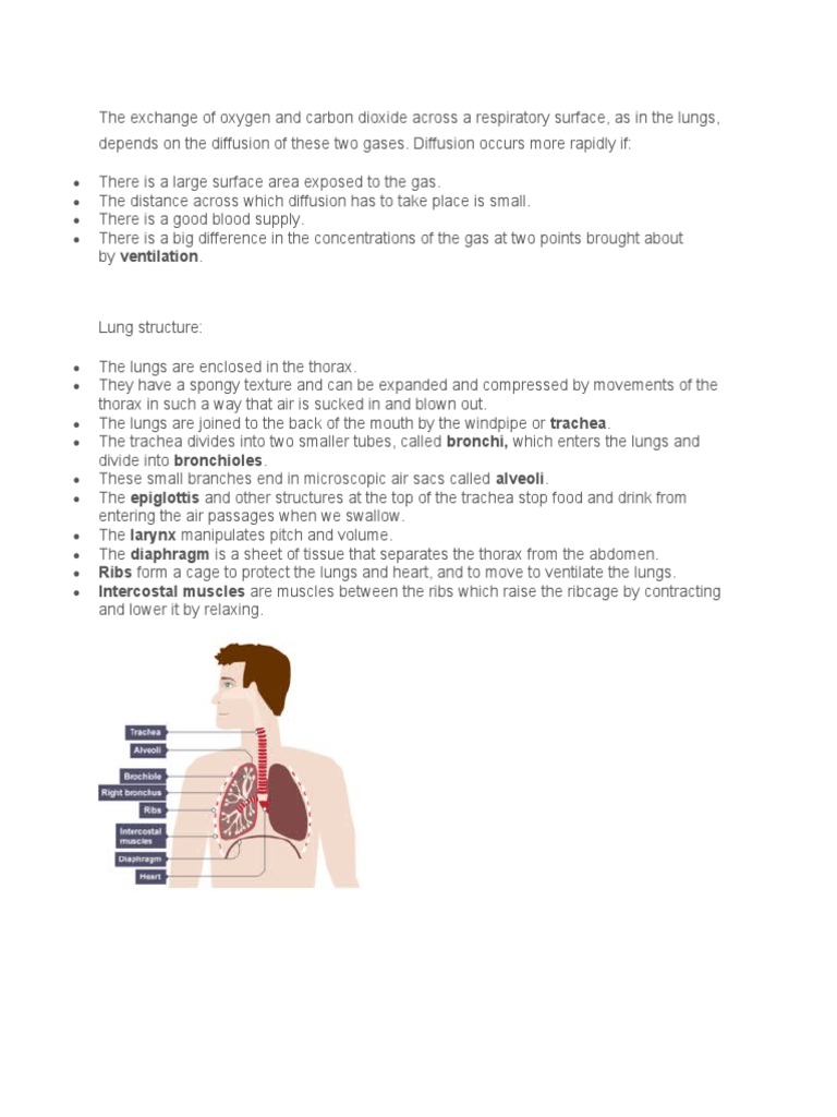 CH 11 Gas Exchange in Humans | PDF | Breathing | Lung