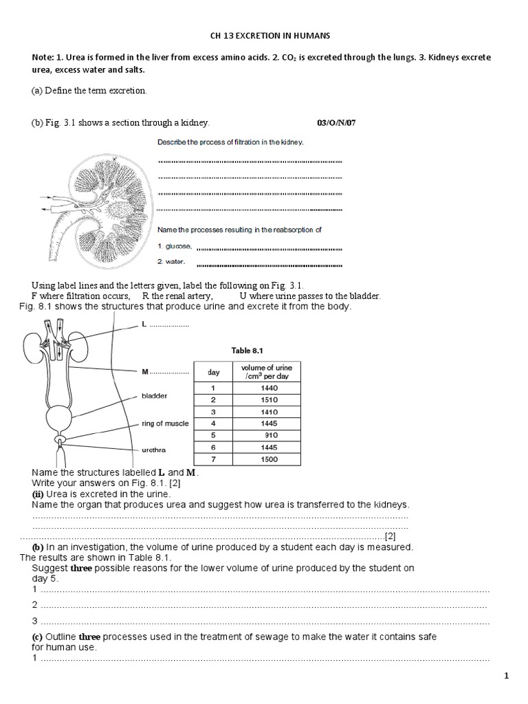 CH 13 EXCRETION IN HUMANS - Questions | PDF | Kidney | Excretion