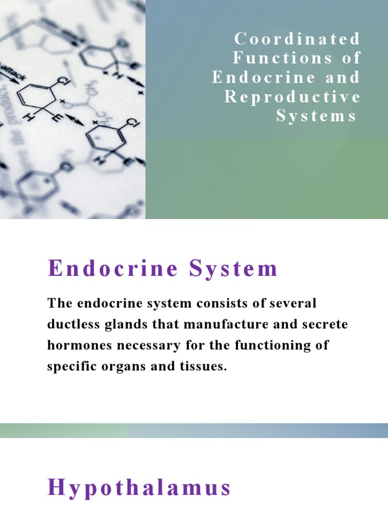 Coordinated Functions of Endocrine and Reproductive Systems | PDF ...