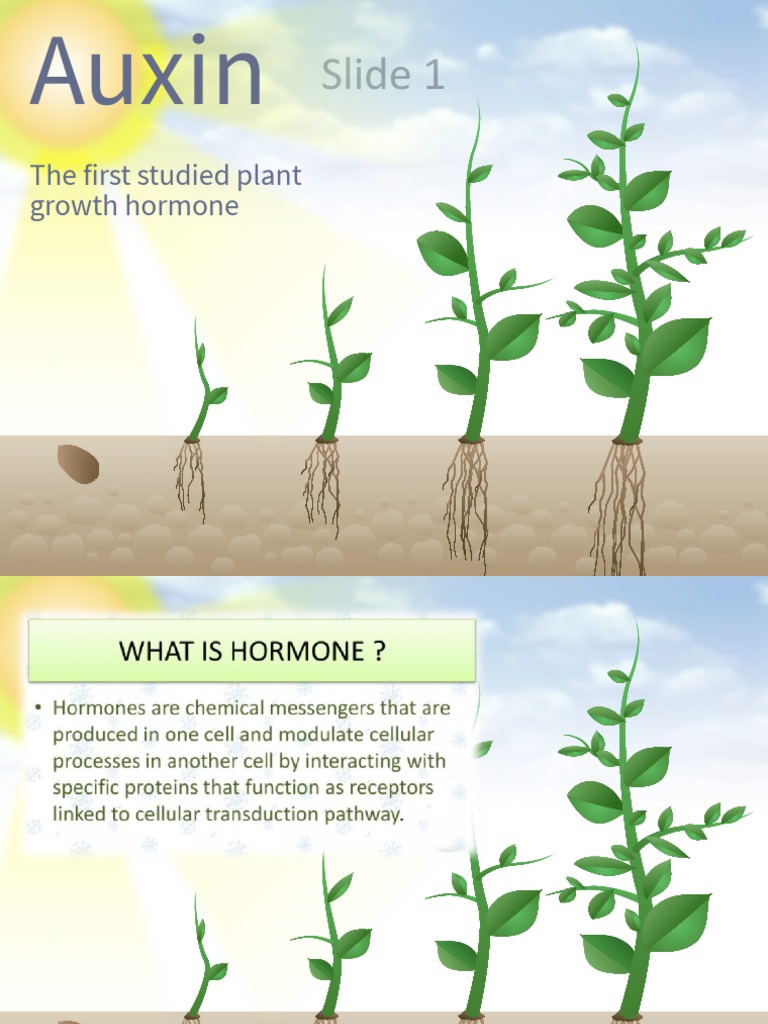 AUXIN | PDF | Auxin | Root