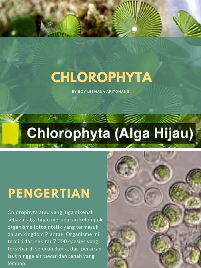 Chlorophyta | PDF