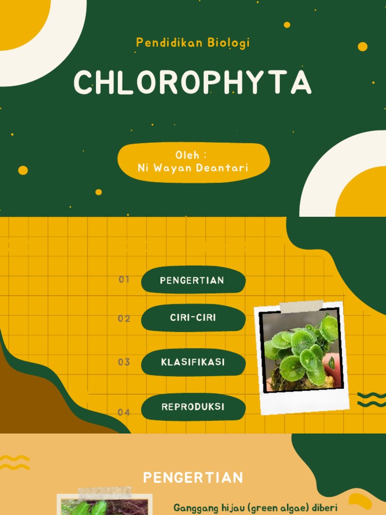 007 - Ni Wayan Deantari - CHLOROPHYTA | PDF
