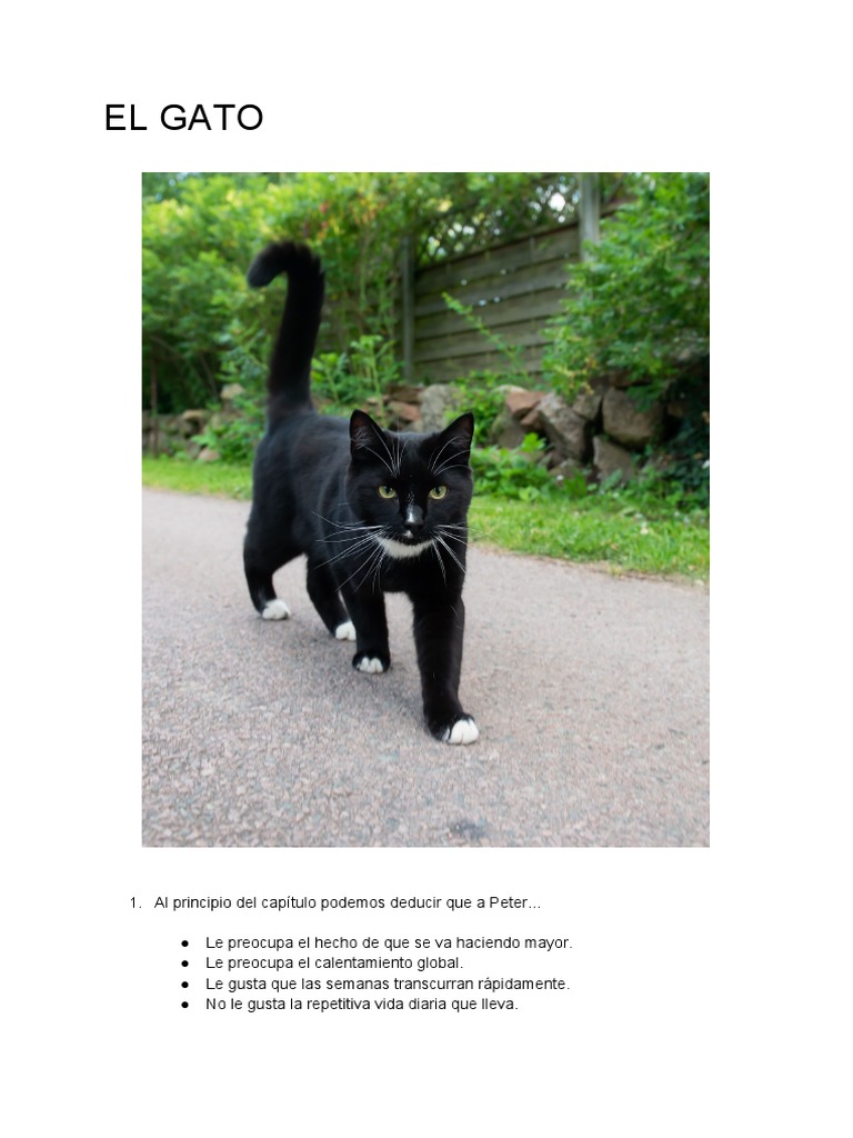 Un día en la vida de William: el gato que explora las experiencias de ...