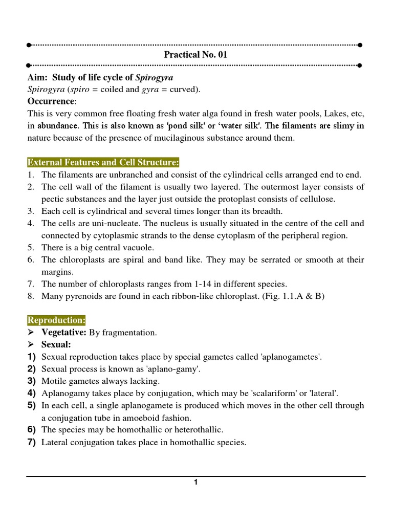 Spirogyra (Spiro Coiled and Gyra Curved) .: External Features and Cell ...