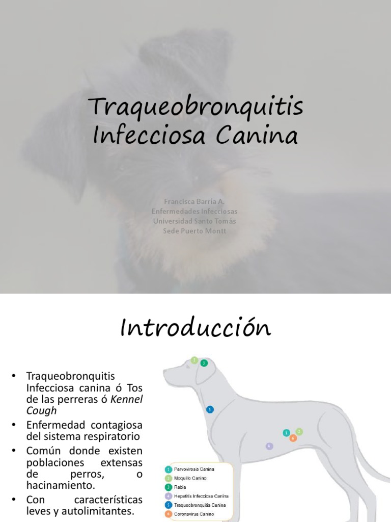 Tratamiento de Traqueobronquitis Canina | PDF | Neumonía | Virus