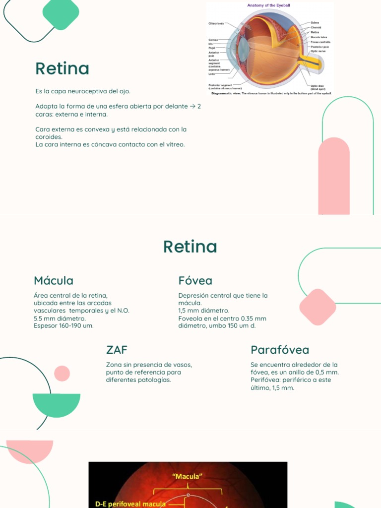 Capas de La Retina | PDF | Retina | Rasgos faciales