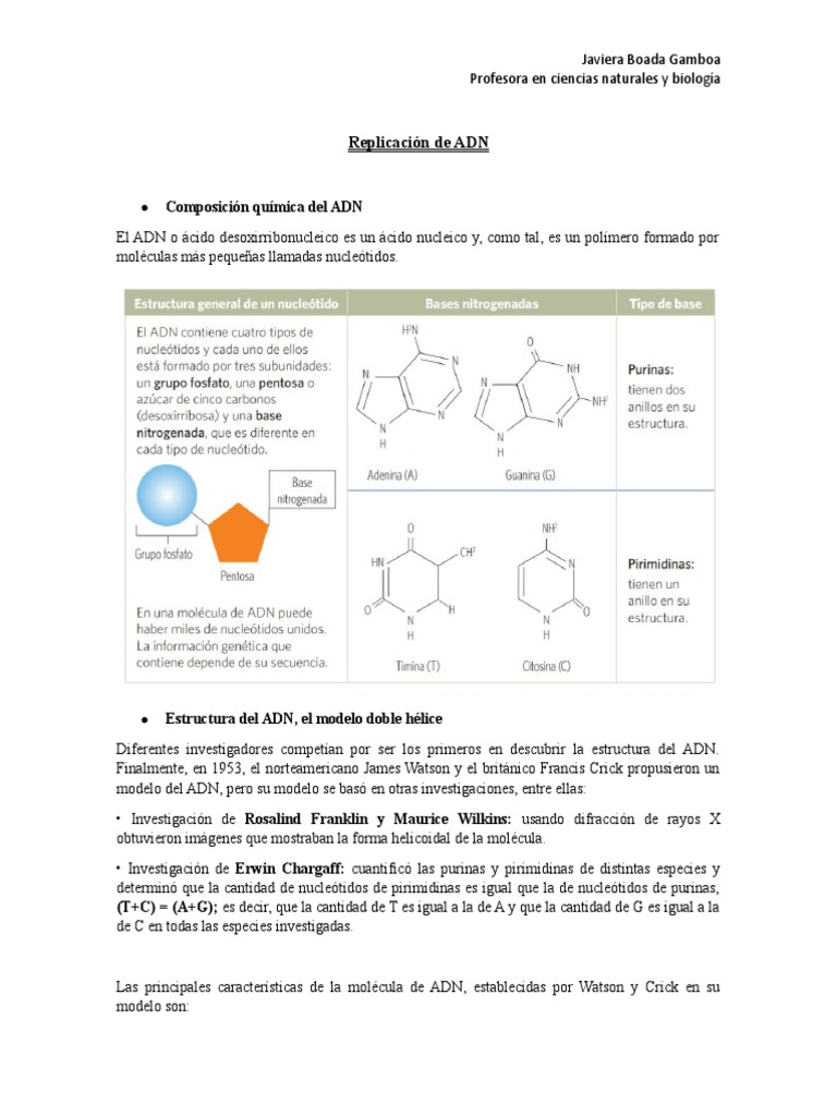 Replicación de ADN: (T+C) (A+G) Es Decir, Que La Cantidad de T Es Igual ...