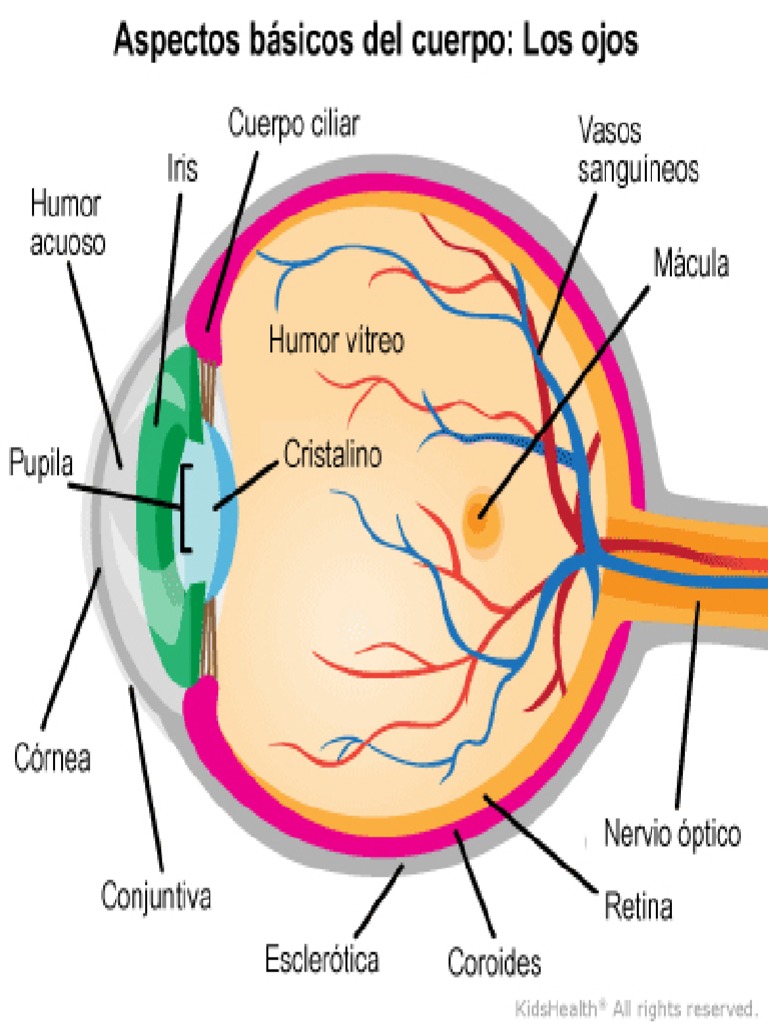 Aspectos Basicos Del Cuerpo, El Ojo | PDF