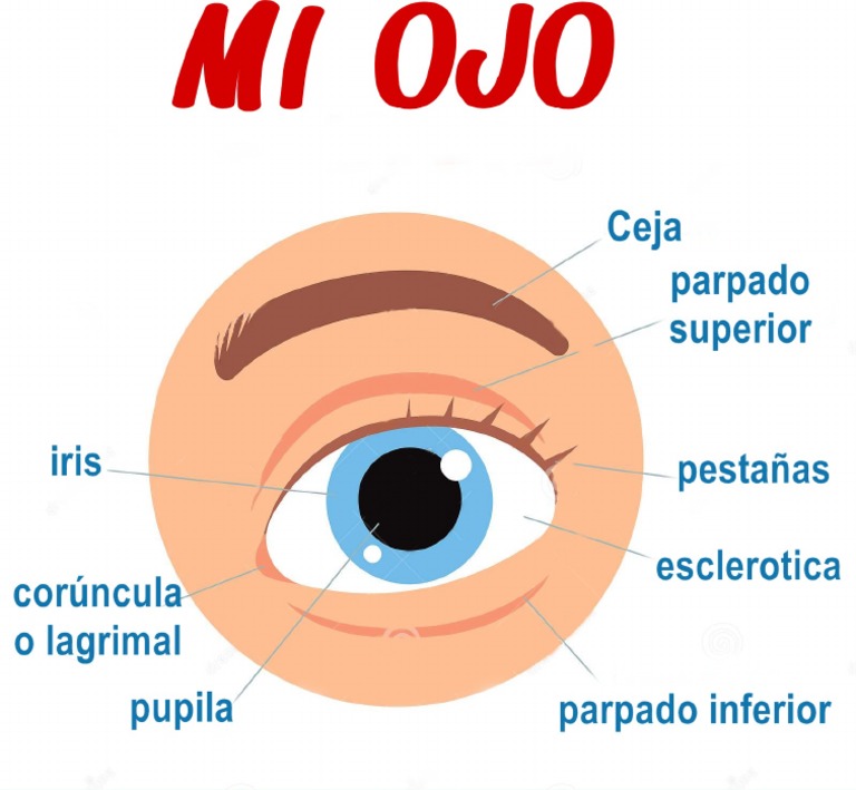 Cartel para El Aprendizaje de Niños La Estructura Del Ojo Humano Con ...