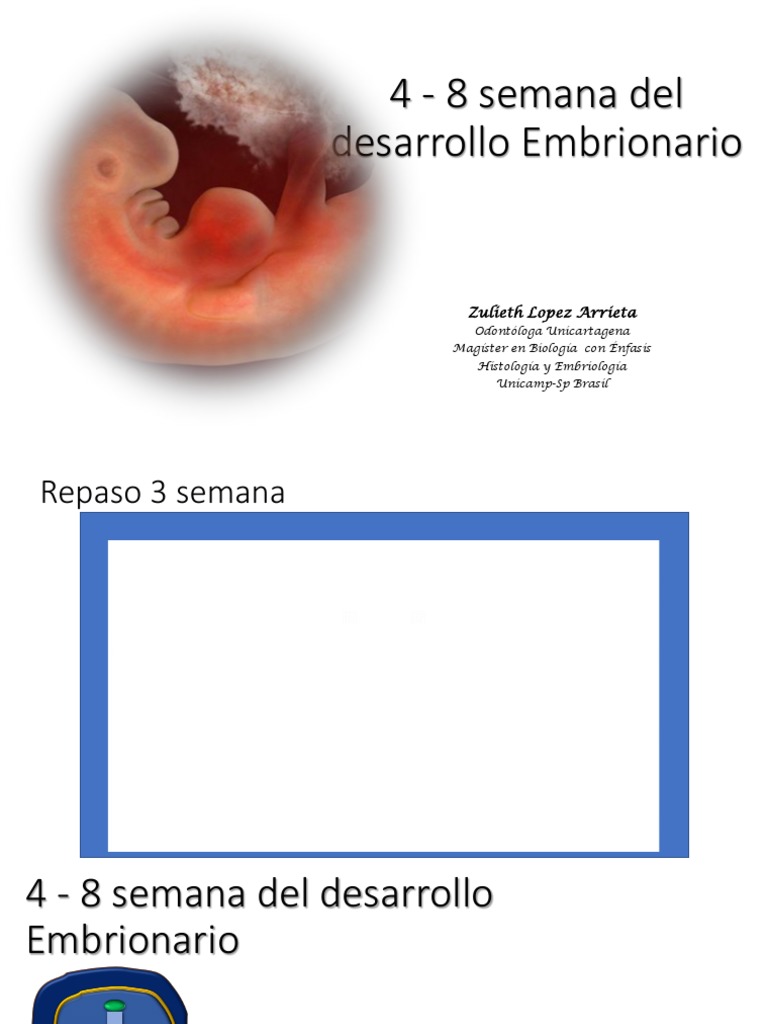 4 - 8 semana del desarrollo Embrionario | PDF | Reproducción | Biología ...