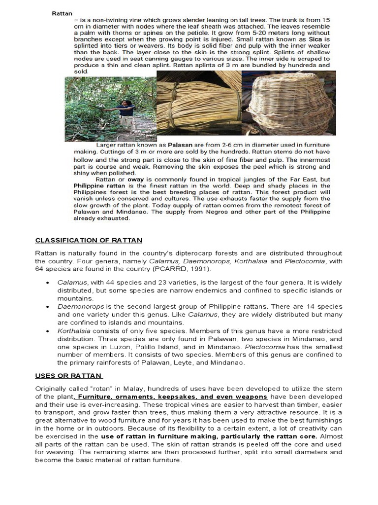 Classification of Rattan | PDF
