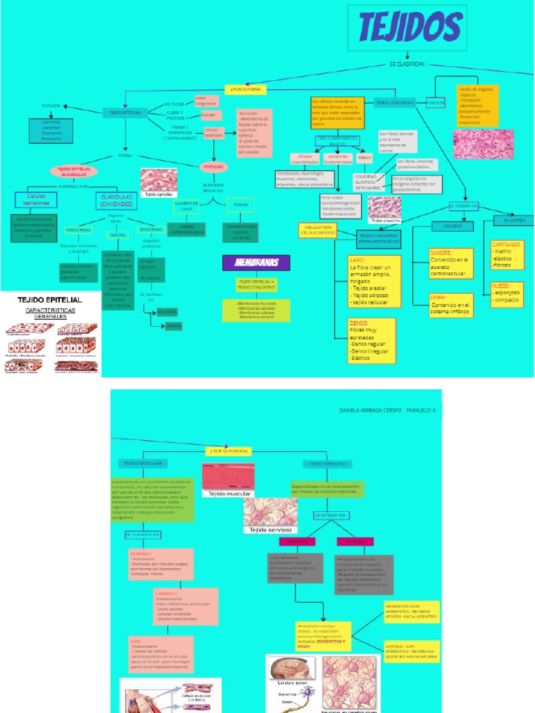 MAPA CONCEPTUAL Tejido. | PDF