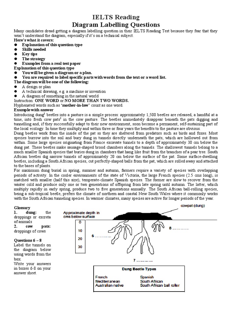 IELTS Diagram Labelling Guide | PDF | Axon | Neuron