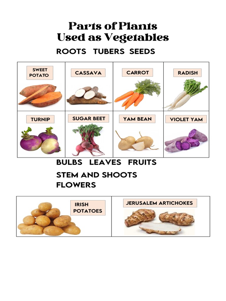 Parts of Plants Used As Vegetables | PDF