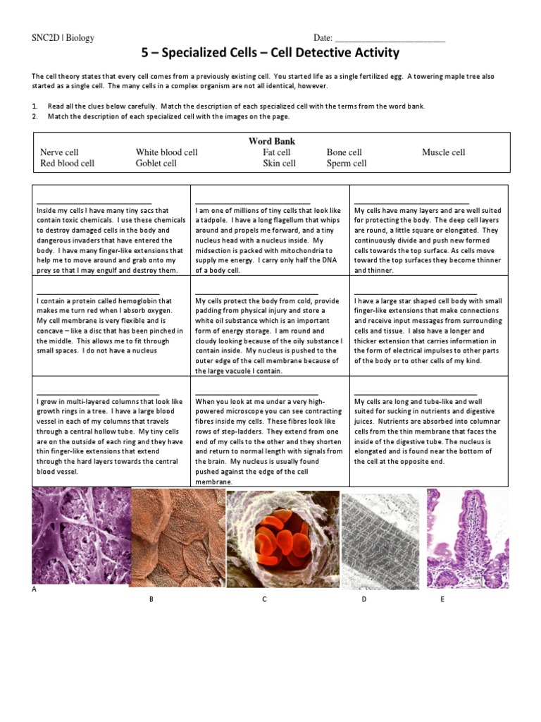 5 - Specialized Cells - Cell Detective Activity | PDF | Cell (Biology) | Epithelium