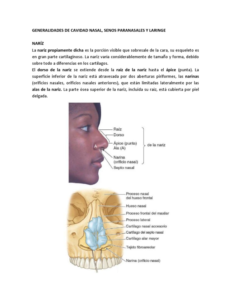 Anatomía y Funciones de la Cavidad Nasal | PDF | Nariz humana | Laringe