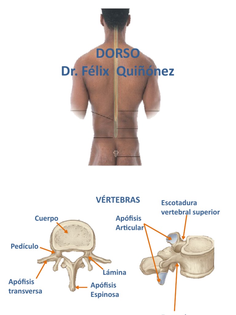 1a Clase DORSO | PDF | Vértebra | Sistema musculoesquelético