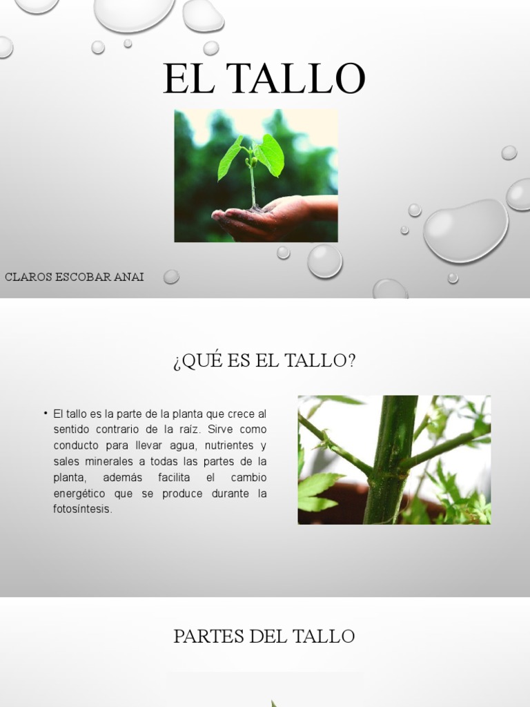 Funciones y Tipos de Tallo en Plantas | PDF | Hogar, jardinería y bricolaje