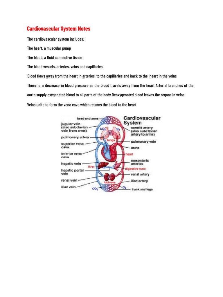 Cardiovascular System Notes | PDF | Heart | Artery