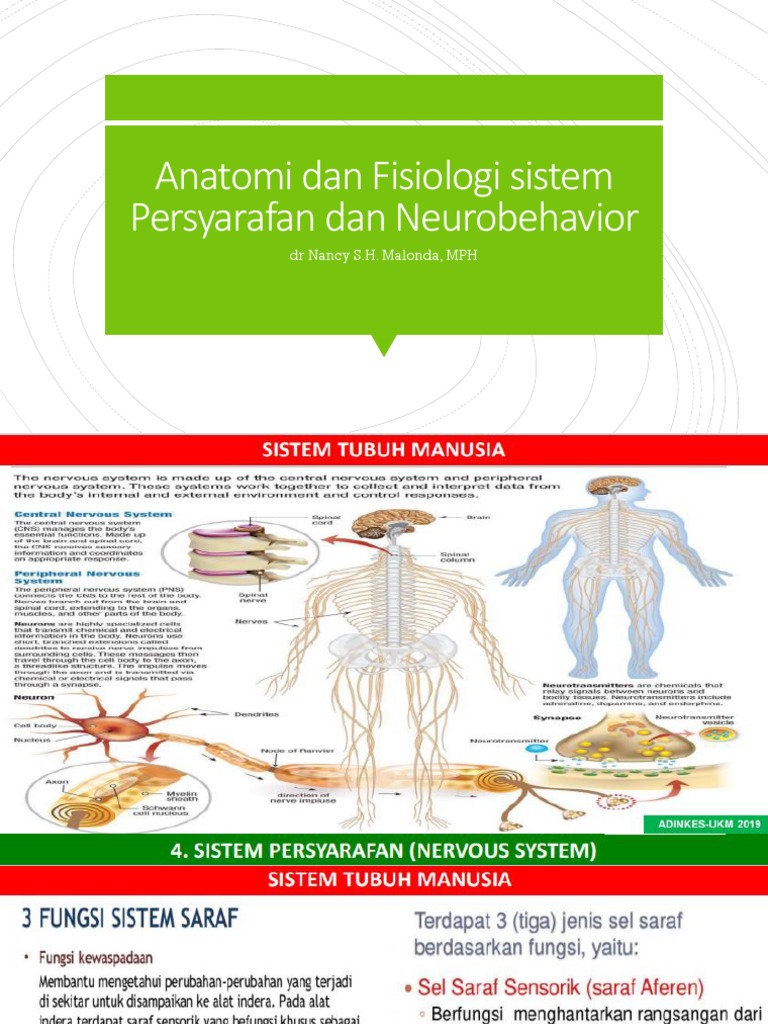 Biomedik Anatomi Dan Fisiologi Sistem Persyarafan Dan Neurobehavior | PDF