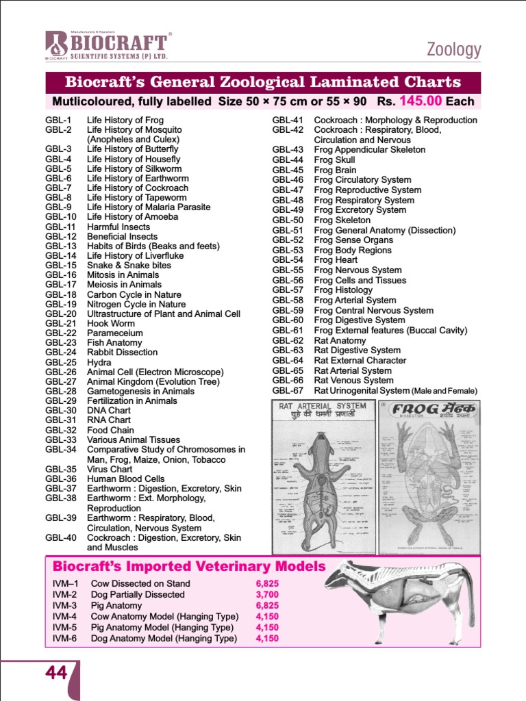 Catalog Biocraft Laminated Charts | PDF | Anatomy | Human Body
