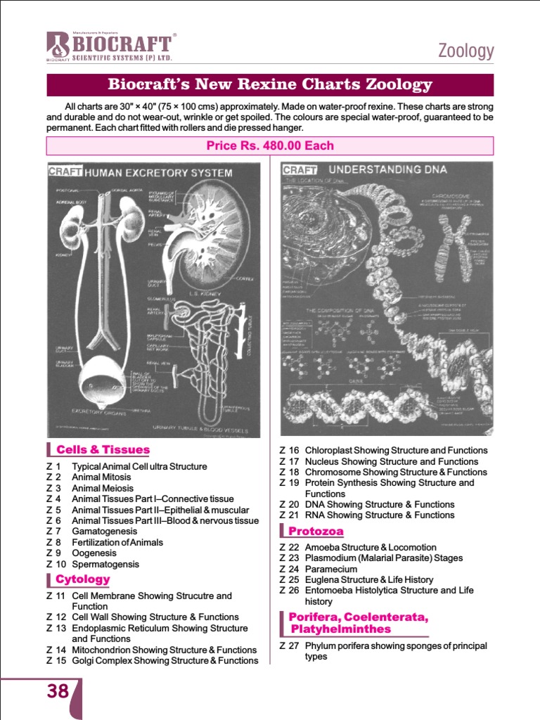 Catalog Biocraft Rexine Chart | PDF | Frog | Cell (Biology)