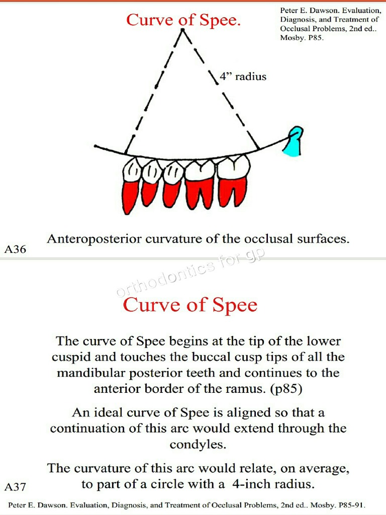 Curve of Spee and Wilson | PDF
