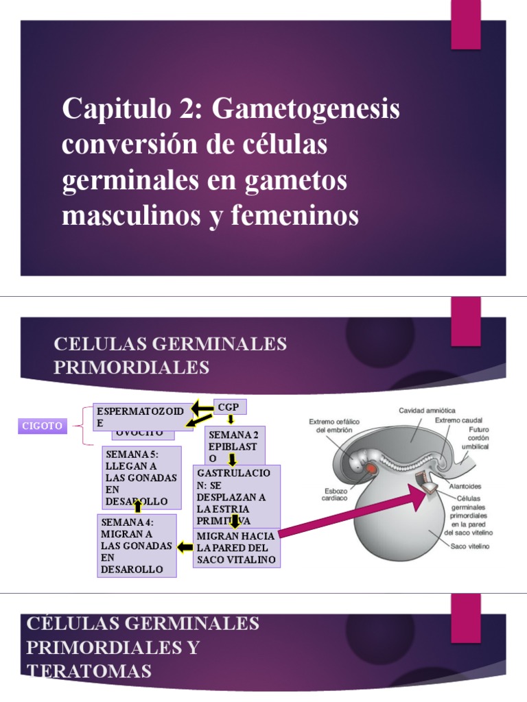 Capitulo 2: Gametogenesis Conversión de Células Germinales en Gametos Masculinos y Femeninos ...