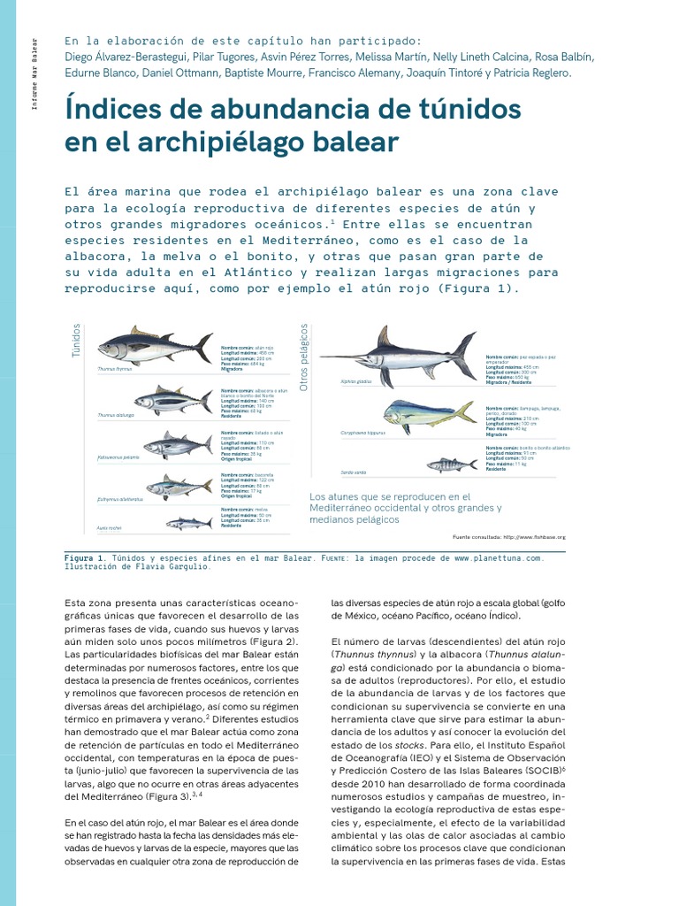 Abundancia De T nidos En Mallorca PDF Pescado Ciencias De La Tierra