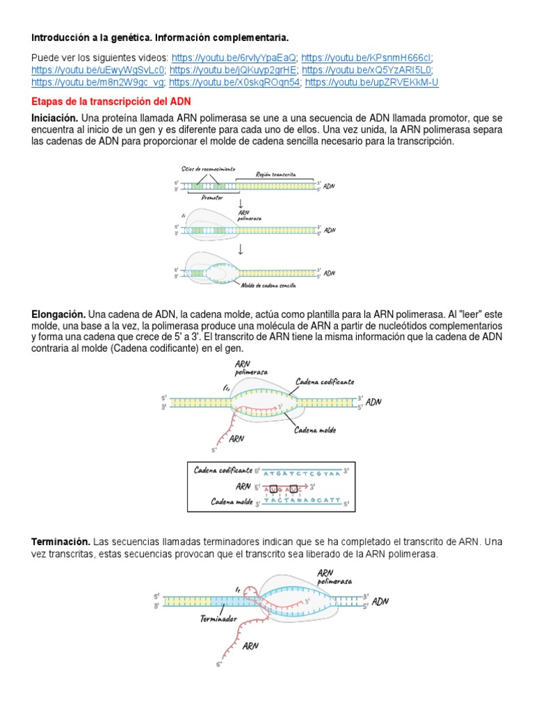 Estructura y Función Del ADN. Información Complementaria | PDF | Traducción (biología) | Rna