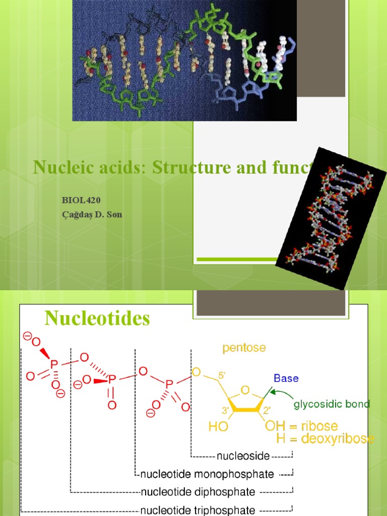02-Nucleic Acids - Structure and Function | PDF | Rna | Dna