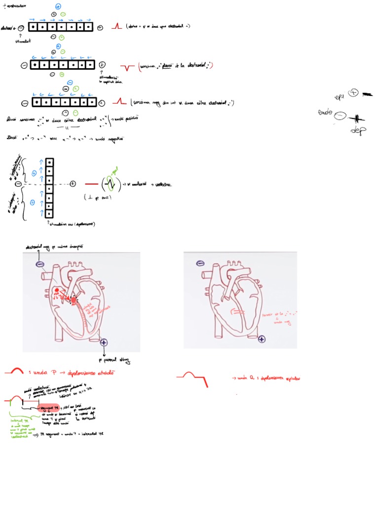 Basic Skills of EKG | PDF
