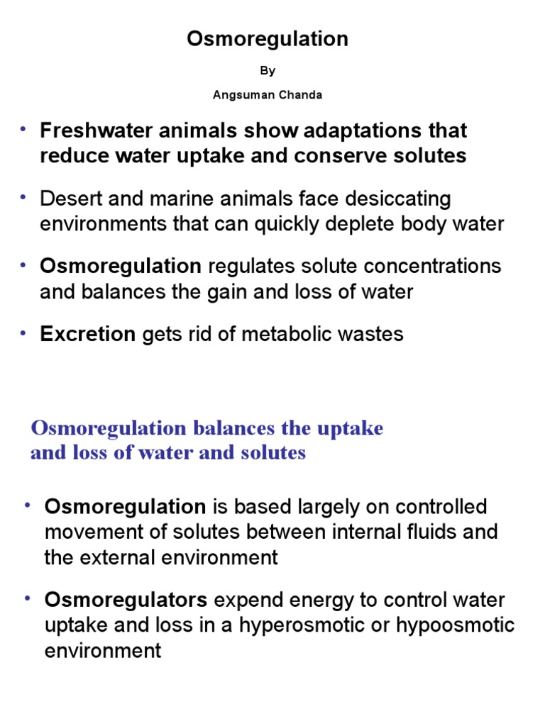 Osmoregulation AP Mine | PDF | Kidney | Animal Anatomy