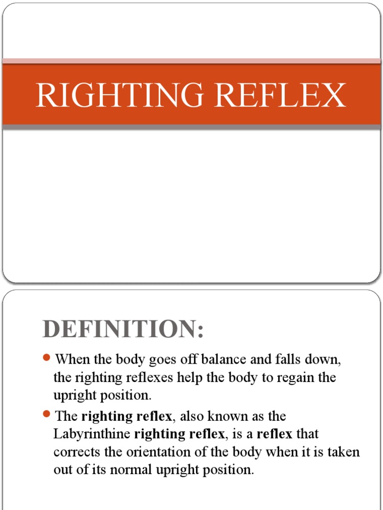 Righting Reflex | PDF
