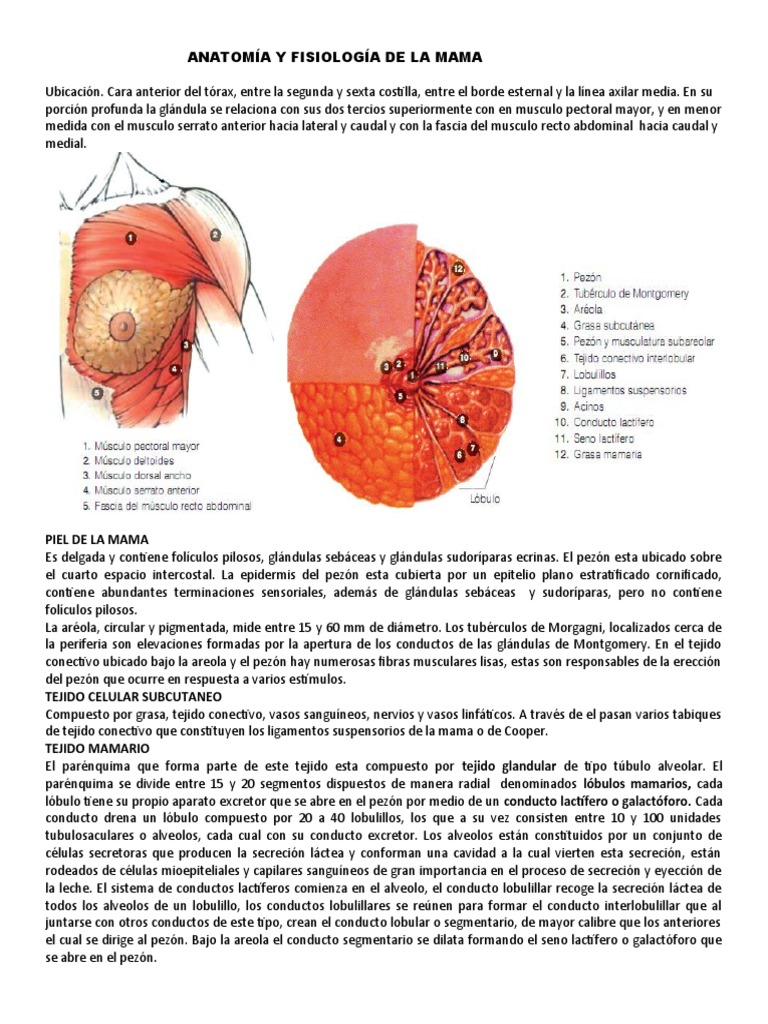 Anatoma y Fisiologa de La Mama | Descargar gratis PDF | Pecho | Anatomía