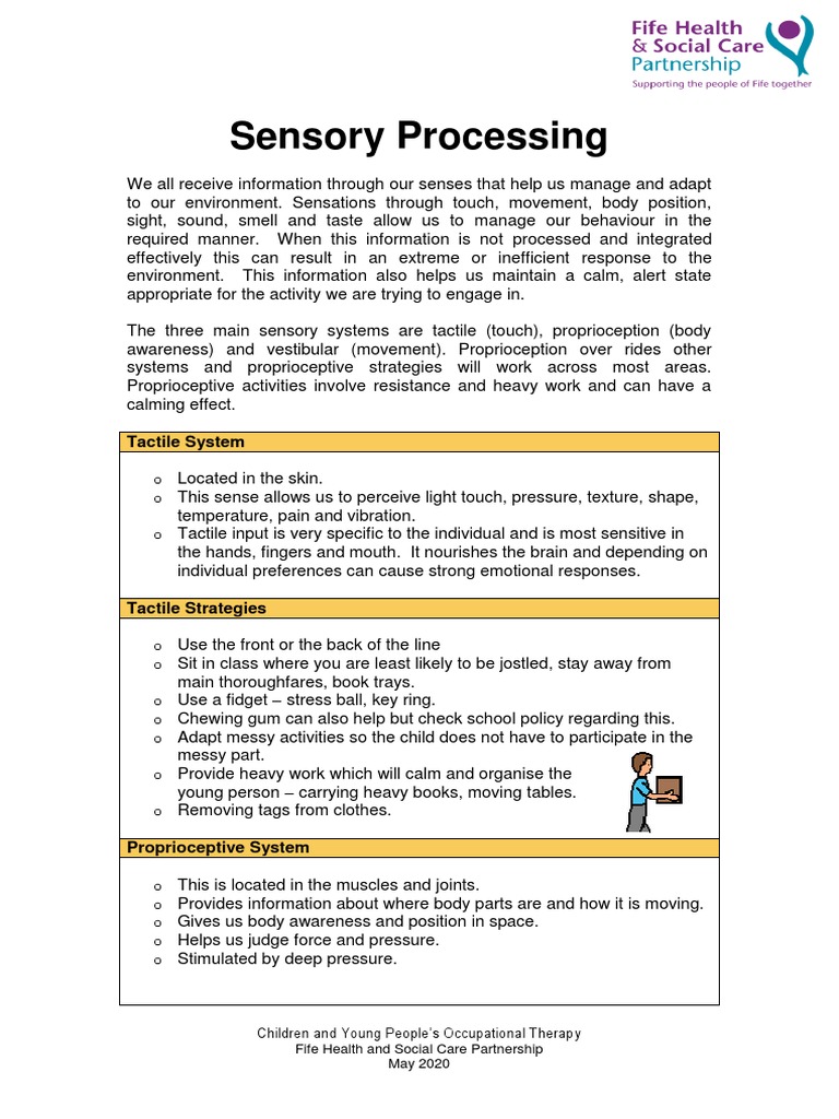 Sensory Processing For High School | PDF | Somatosensory System | Senses