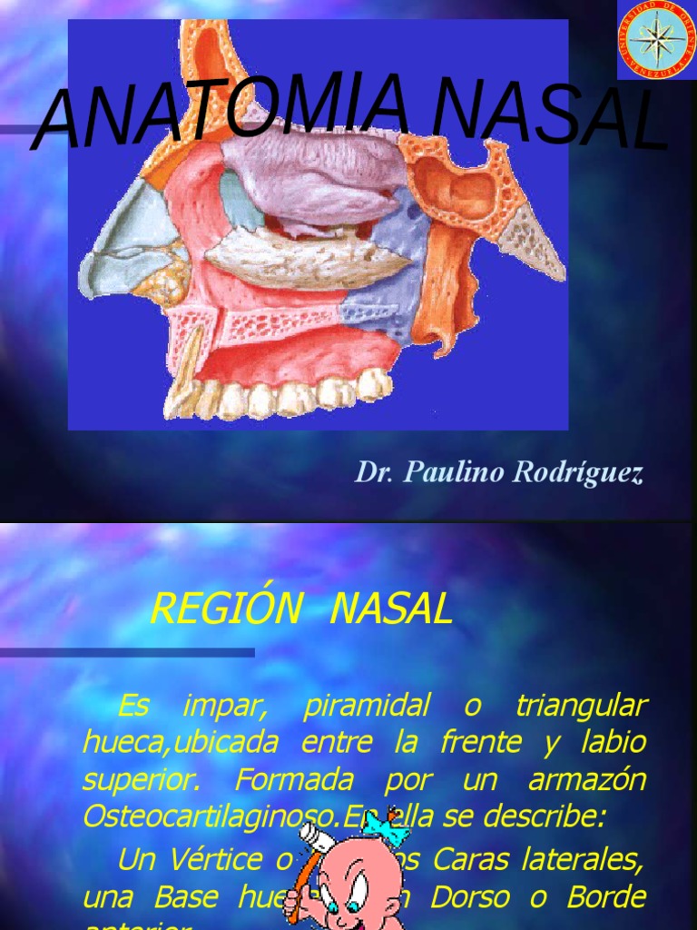 Anatomía y Función de la Región Nasal | PDF | Rasgos faciales | Cabeza ...