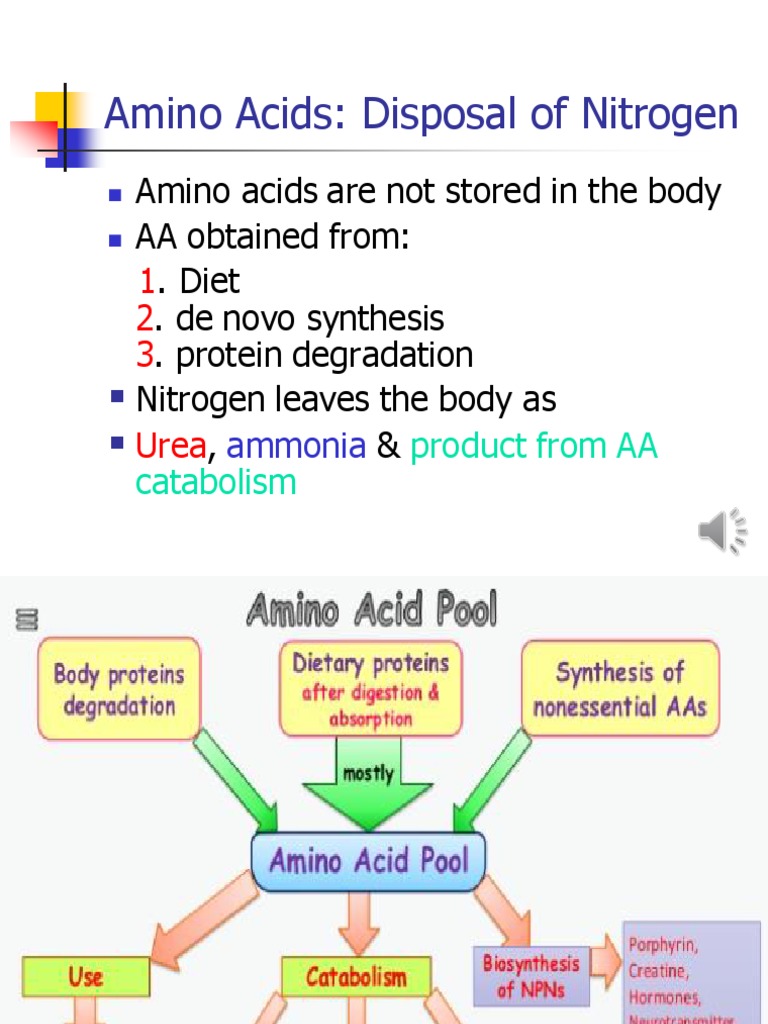 1 Digestion Of Amino Acids Pdf Proteolysis Transaminase