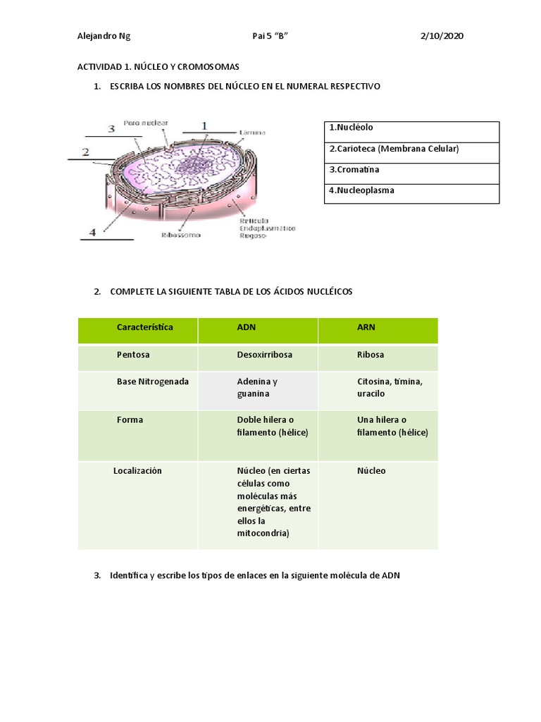 ACTIVIDAD 1. Núcleo y Cromosomas Alejandro Ng Resuelto | PDF ...