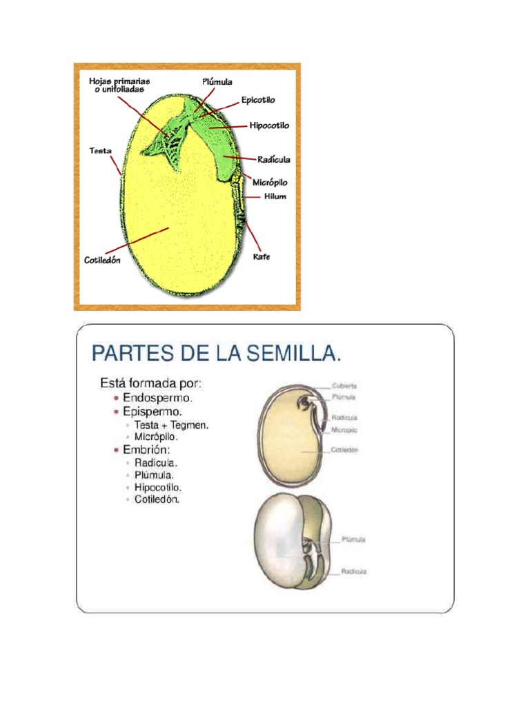 Partes del embrión de la semilla | PDF | Germinación | Semilla